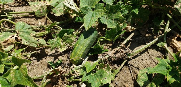 Mason Farms Pickle Picking | Wander Erie