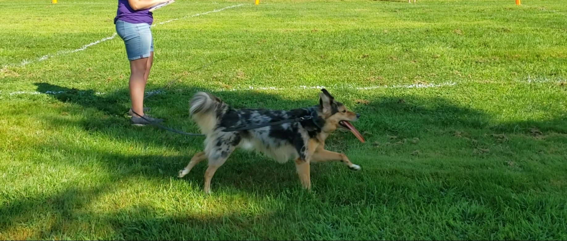 Erie Ultimate Disc Dogs | Wander Erie